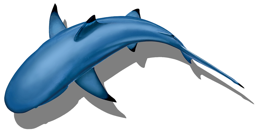 Blacktip Shark Shadow Swimming Pool Mosaic – Ceramic Mosaic Art