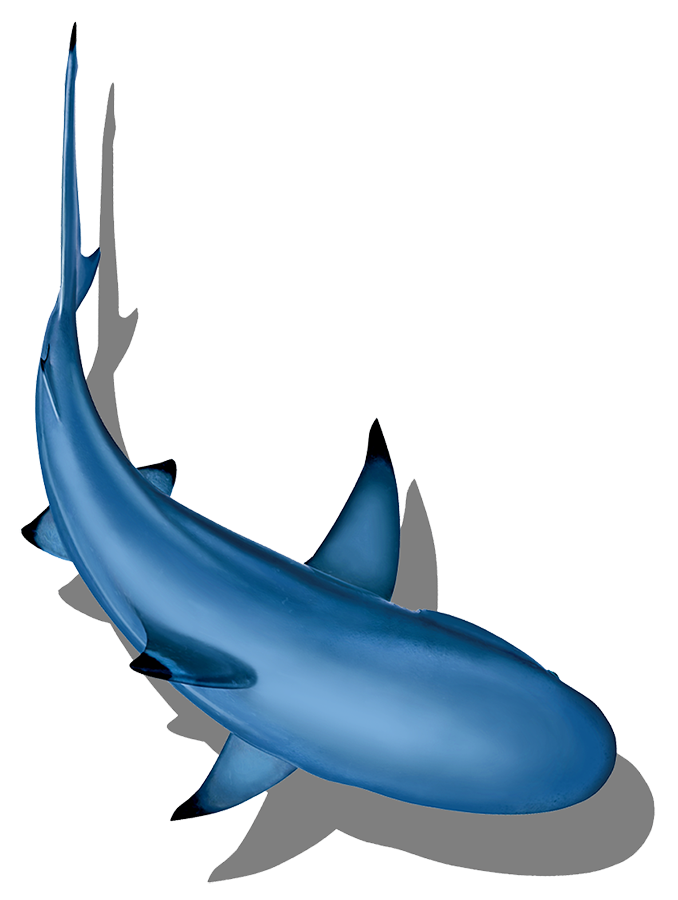 Blacktip Shark Shadow Swimming Pool Mosaic – Ceramic Mosaic Art