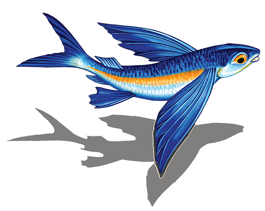 Flying Fish Shadow Swimming Pool Mosaic | Custom Pool Mosaics – Ceramic ...