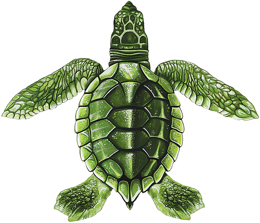 Turtle Swimming Pool Mosaic Baby Green – Ceramic Mosaic Art