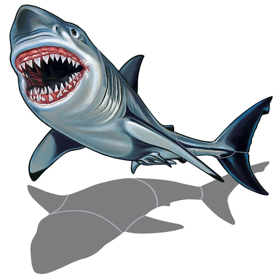 Attaching Shark Shadow Swimming Pool Mosaic | Swimming Pool Mosaics ...
