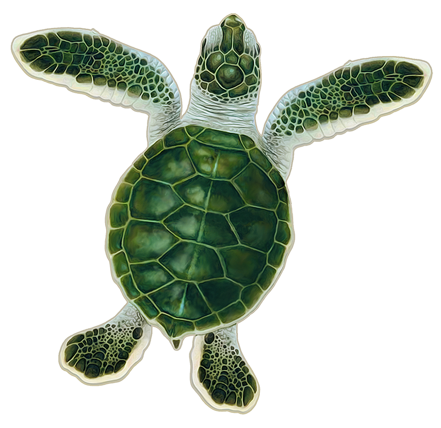 Turtle Hatchling Swimming Pool Mosaic Baby Green – Ceramic Mosaic Art